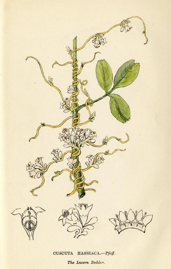 Lucerne dodder posters & prints by John Frederick Crouch