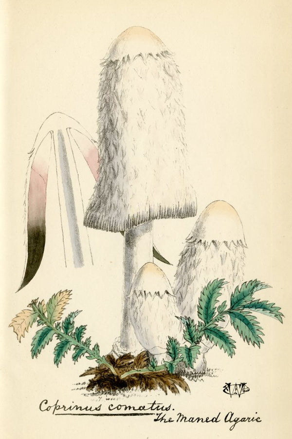 Shaggy ink cap posters & prints by Unknown