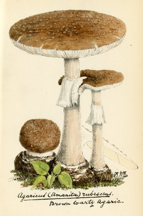 Blusher mushroom posters & prints by Unknown