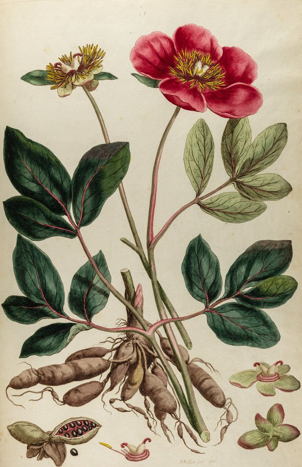 Botanical flower art, prints and paintings