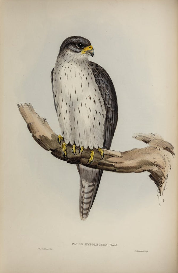Grey falcon posters & prints by Elizabeth Gould; Charles Joseph Hullmandel