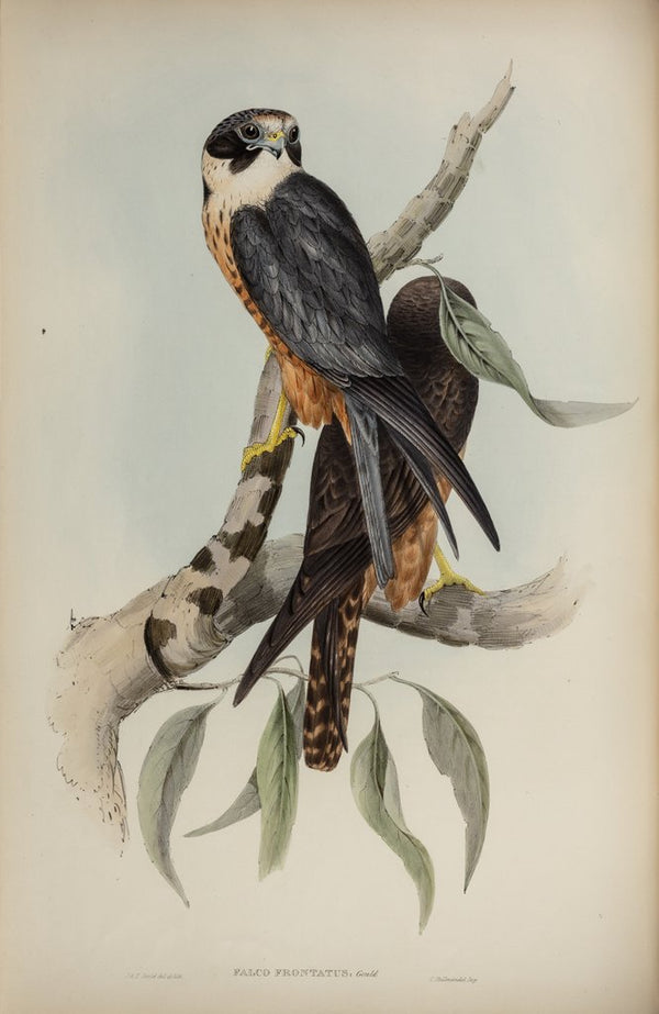 White-fronted falcon posters & prints by Elizabeth Gould; Charles ...