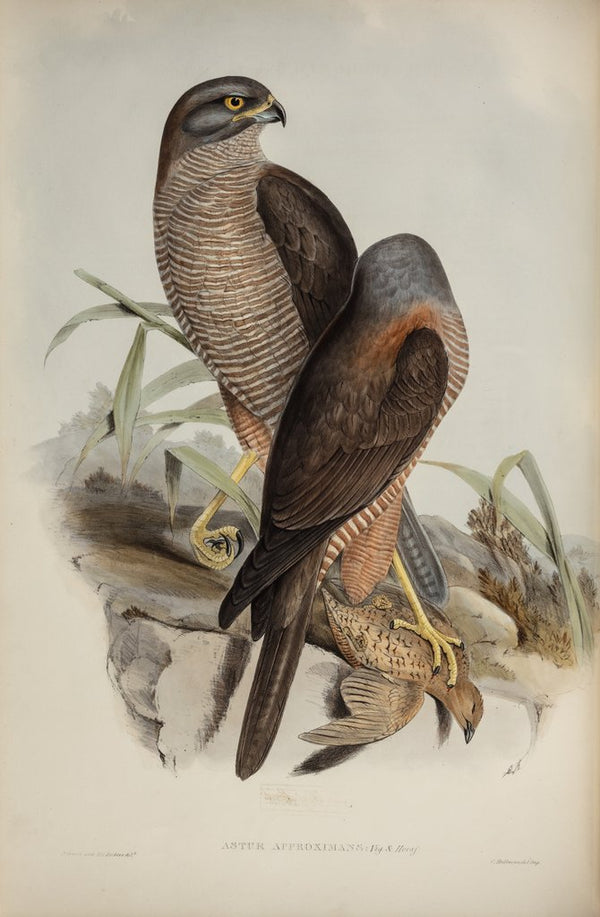Australian goshawk posters & prints by Henry Constantine Richter ...