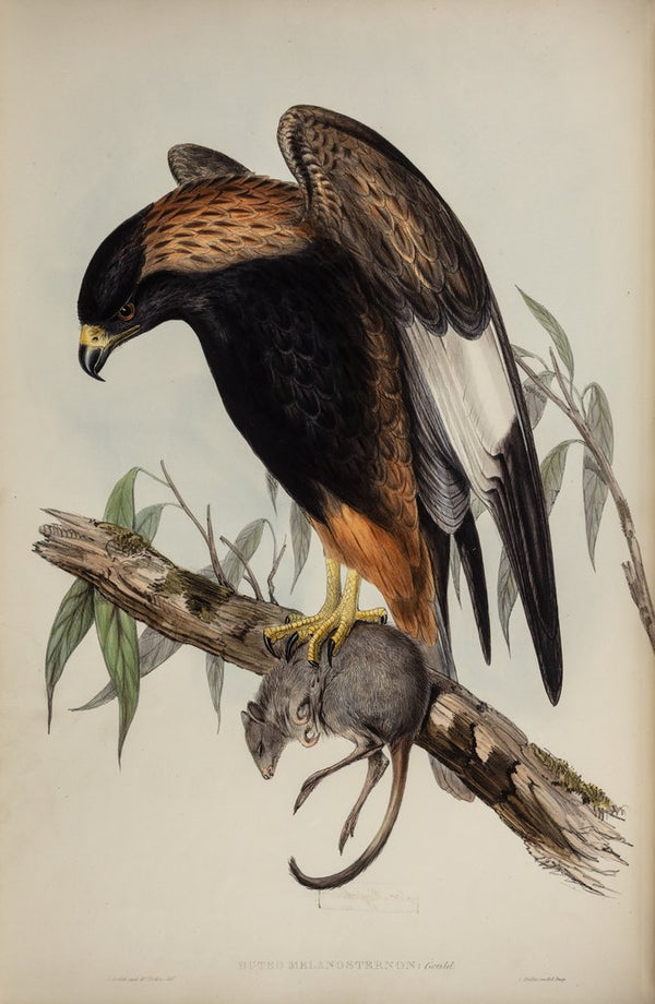 Black-breasted buzzard posters & prints by Henry Constantine Richter ...