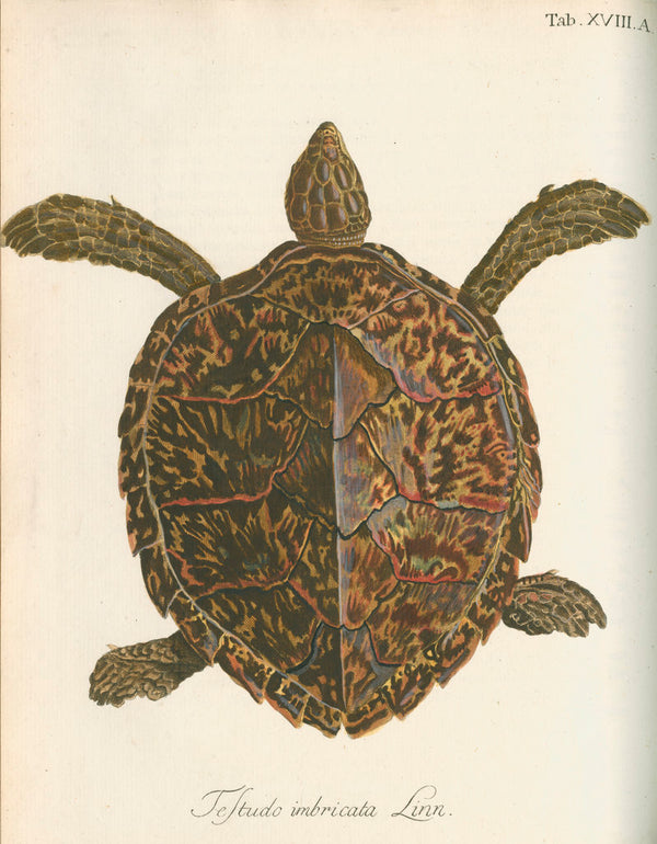 'Testudo imbricata' [Hawksbill turtle] posters & prints by Friedrich ...