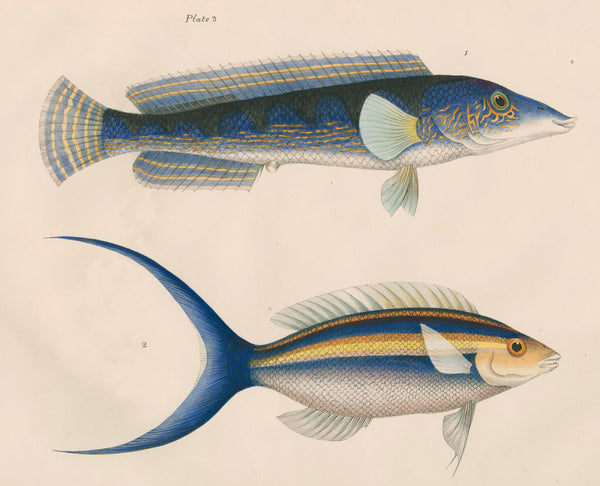 Studies of two fishes from Australia posters & prints by Anonymous