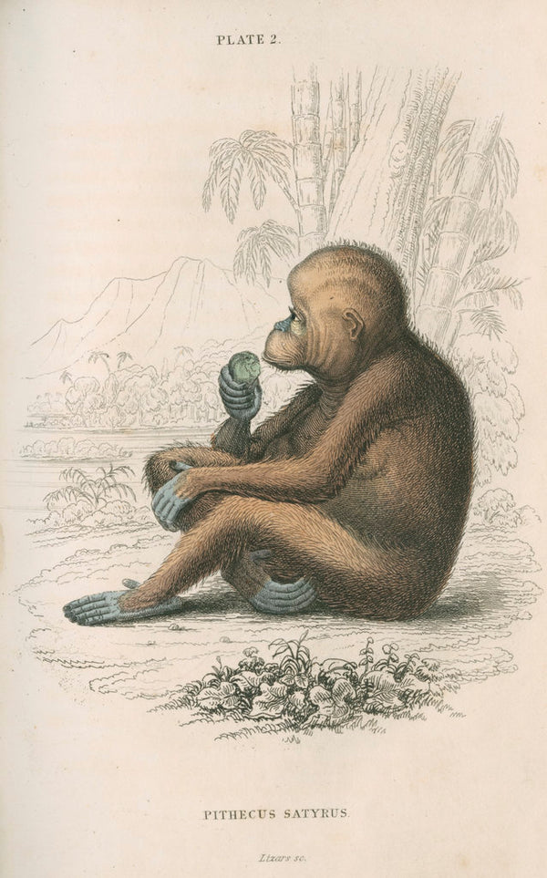 'Pithecus satyrus' [Orangutan] posters & prints by William Home Lizars