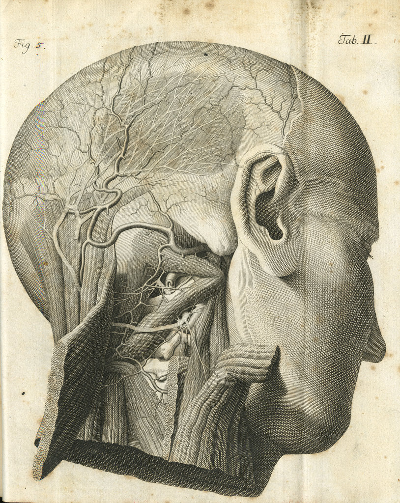 Anatomy Back Of Head SEER Training: Muscles Of The Head And Neck