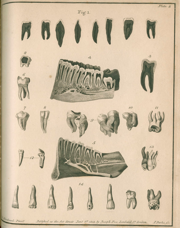 Cross-sections of the teeth and lower jaw posters & prints by Parks