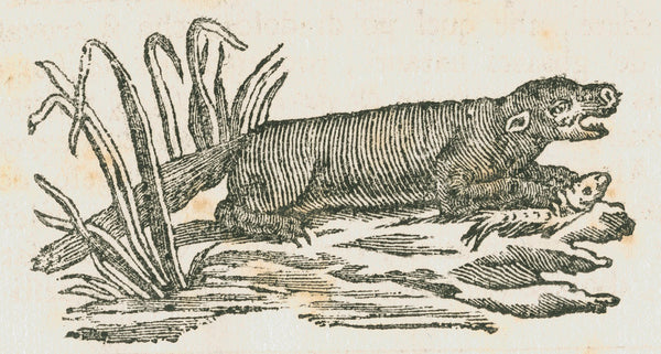 Mink [?] eating a fish posters & prints by unknown