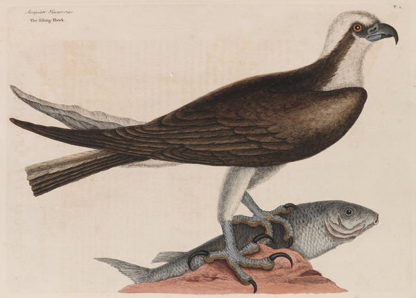 The fishing hawk posters & prints by Mark Catesby