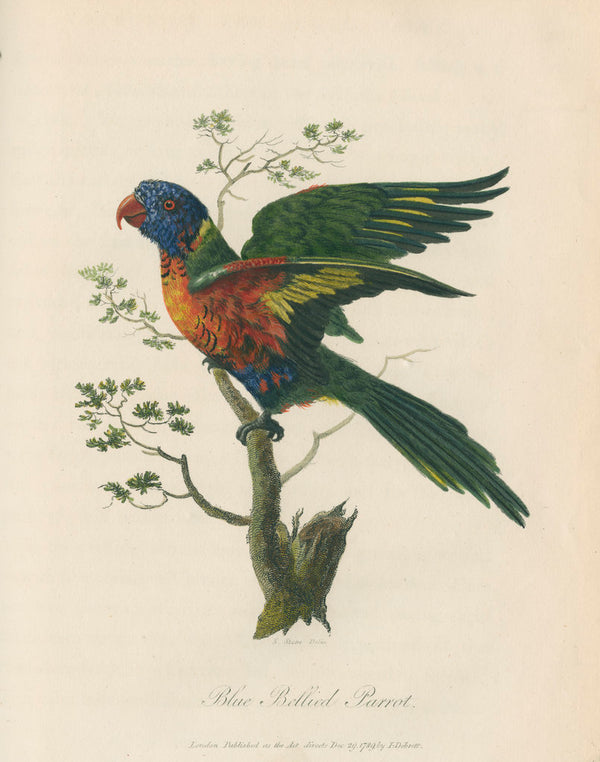 'Blue Bellied Parrot' posters & prints by Sarah Stone