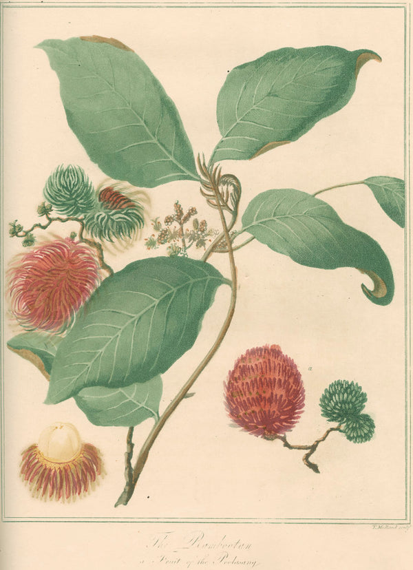 'The Rambootan' and 'Poolasang' posters & prints by Thomas Medland