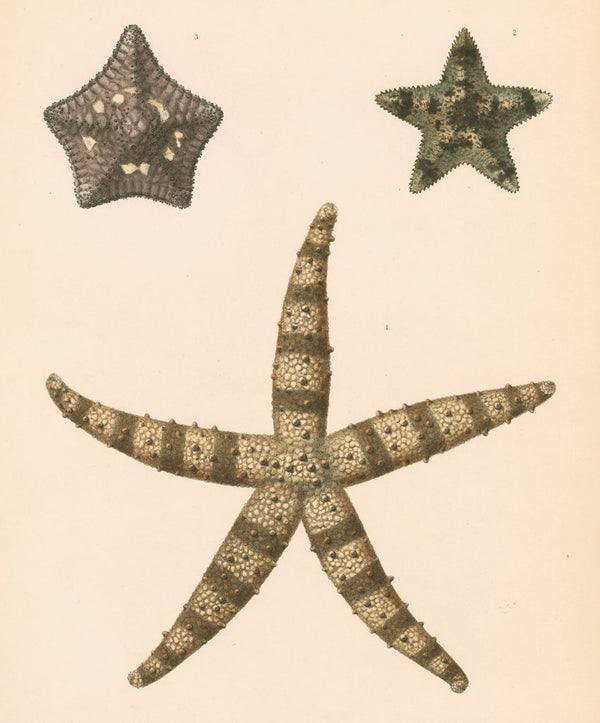 Sea stars posters & prints by unknown