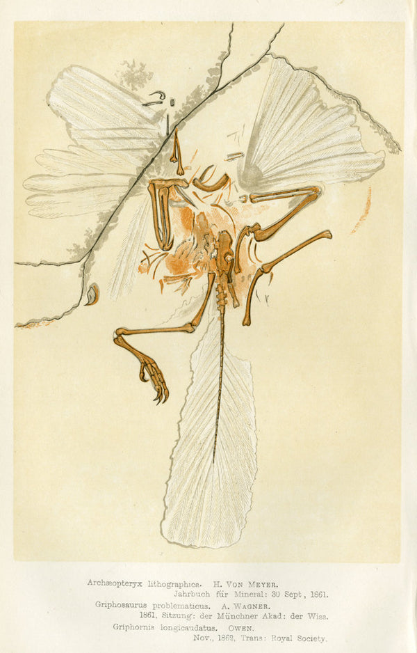 Fossil prints, drawings, paintings and art