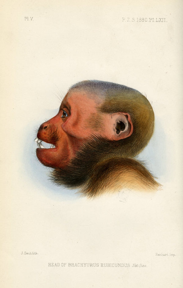Head of the Bald uakari posters & prints by Joseph Smit