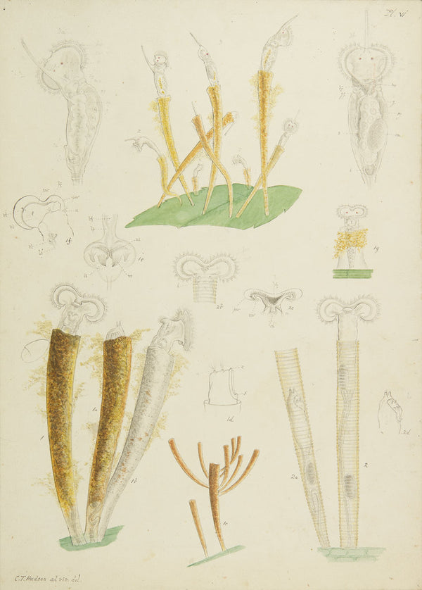 Límnias rotifers posters & prints by Charles Thomas Hudson
