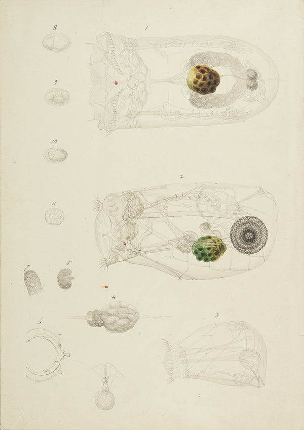 Rotifer posters & prints by Charles Thomas Hudson