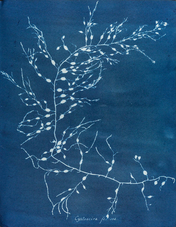 Cystoseira fzurosa posters & prints by Anna Atkins