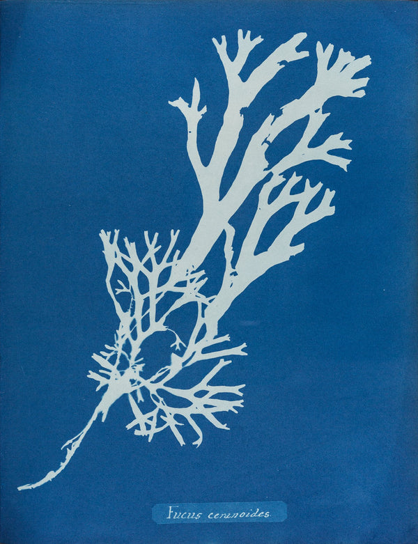 Horned wrack posters & prints by Anna Atkins