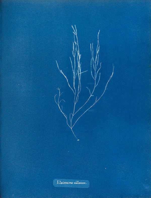 Botanical flower art, prints and paintings | Page 15