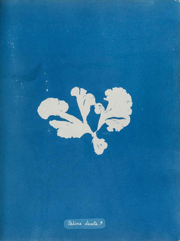 Botanical flower art, prints and paintings | Page 15