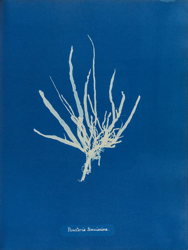 Punctaria tenuissima posters & prints by Anna Atkins