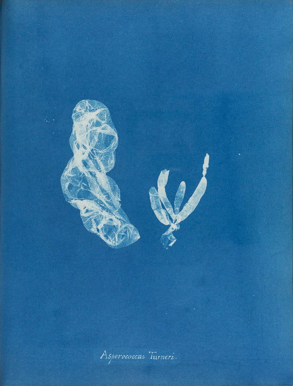 Asperococcus turneri posters & prints by Anna Atkins