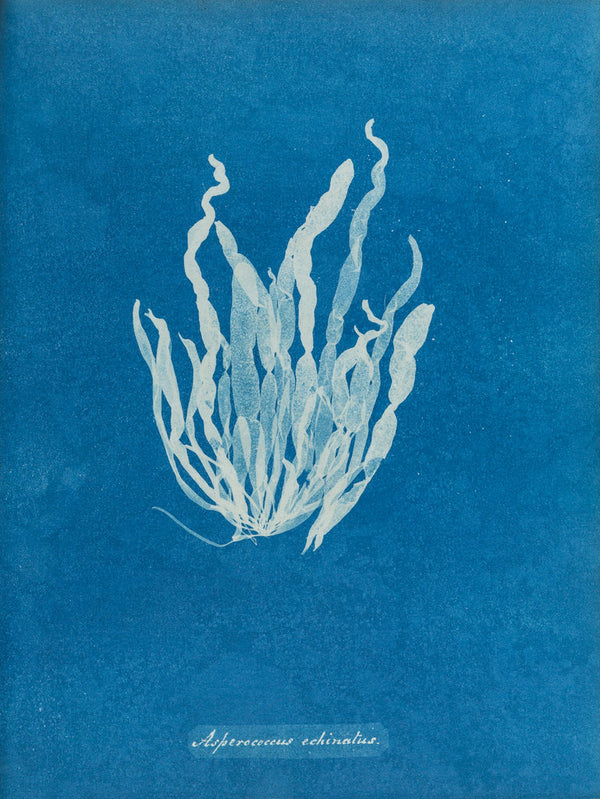 Asperococcus echinatus posters & prints by Anna Atkins