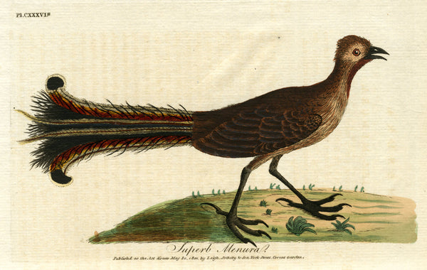 ‘American rhea’ posters & prints by John Latham