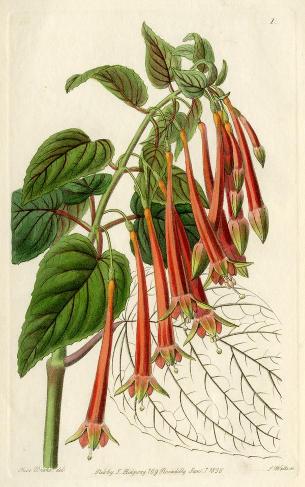 Botanical flower art, prints and paintings | Page 7