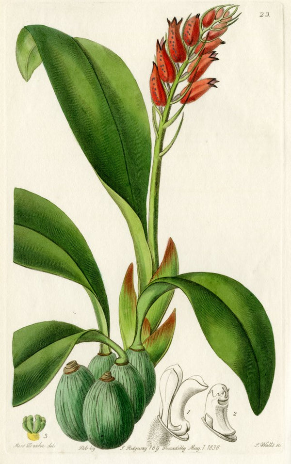‘Blood-coloured cryptochilus’ posters & prints by S Watts