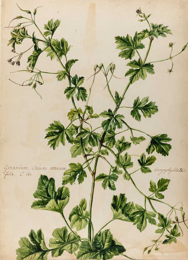Geranium specimen posters & prints by Jacob van Huysum