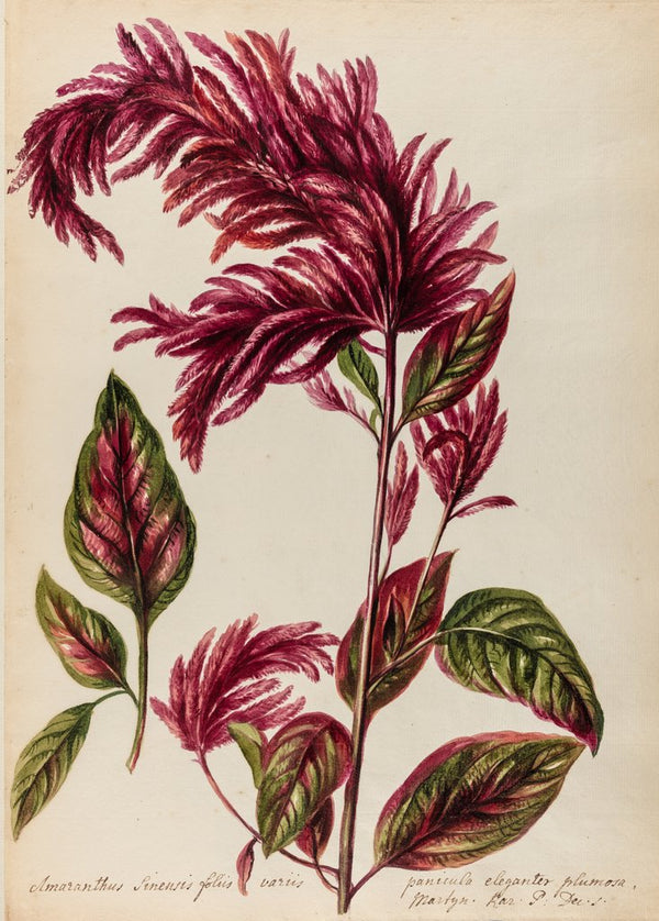 Red amaranth specimen posters & prints by Jacob van Huysum