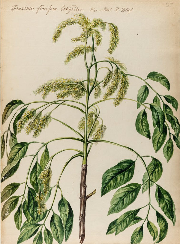 Ash specimen posters & prints by Jacob van Huysum