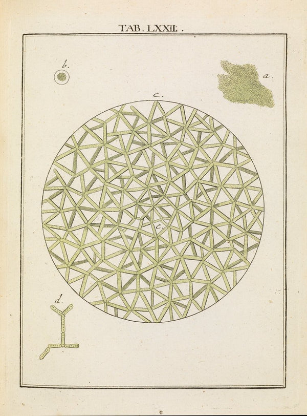 Diatoms posters & prints by Adam Wolfgang Winterschmidt