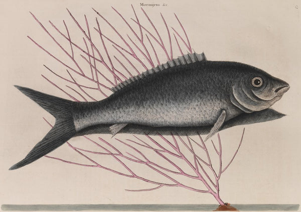 Bonefish posters & prints by Mark Catesby