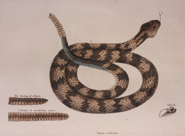 Rattlesnake posters & prints by Mark Catesby