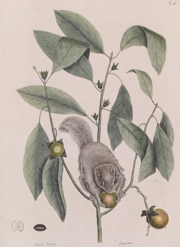 Southern flying squirrel posters & prints by Mark Catesby