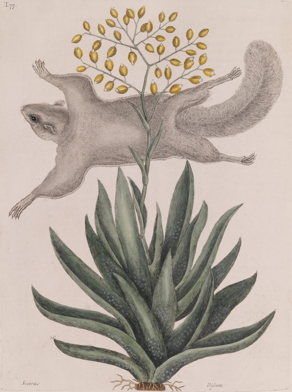 Southern flying squirrel posters & prints by Mark Catesby