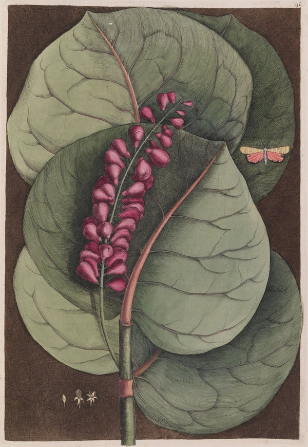 Seagrape and bella moth posters & prints by Mark Catesby