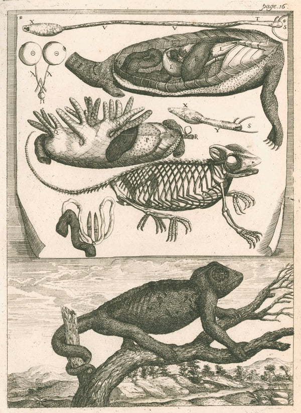Animals and nature prints and drawings | Page 17