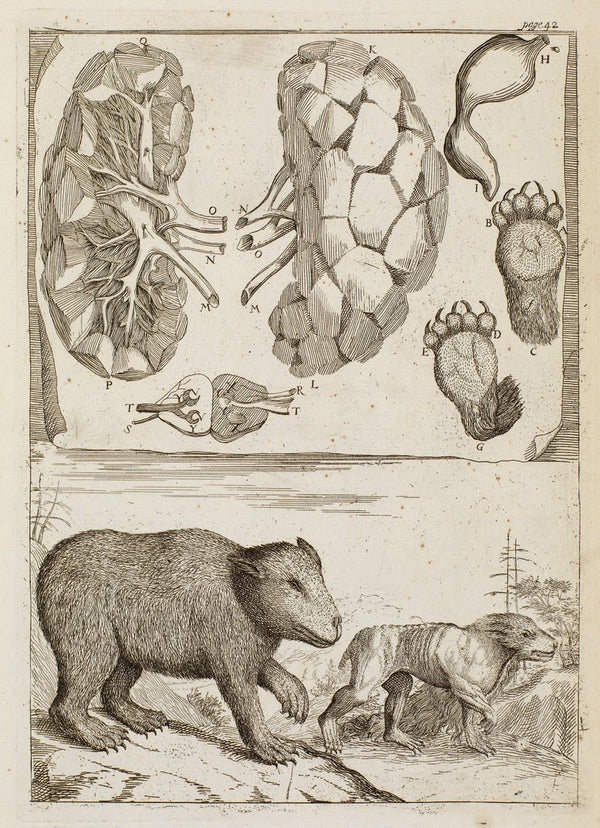 Animals and nature prints and drawings | Page 17