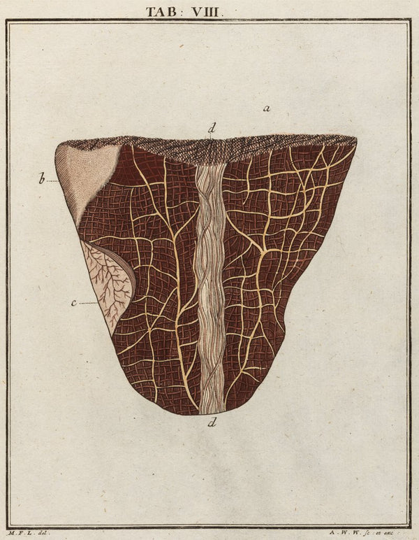 Ox tongue posters & prints by Adam Wolfgang Winterschmidt