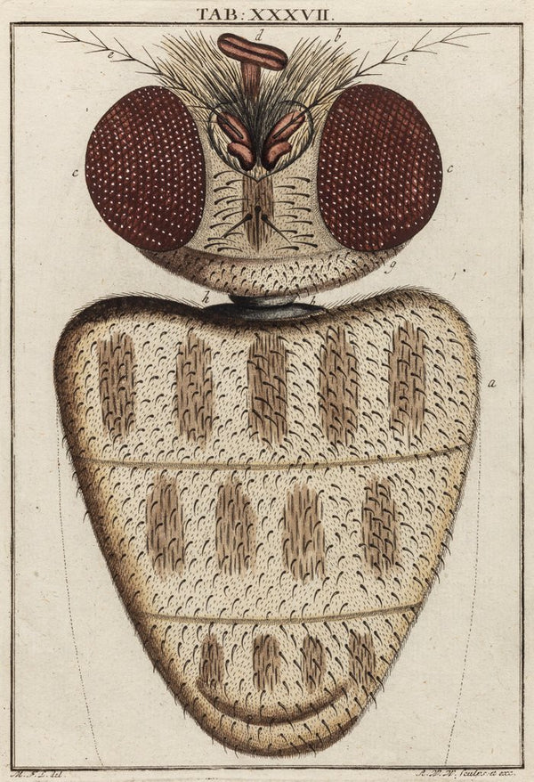 Fly head posters & prints by Adam Wolfgang Winterschmidt