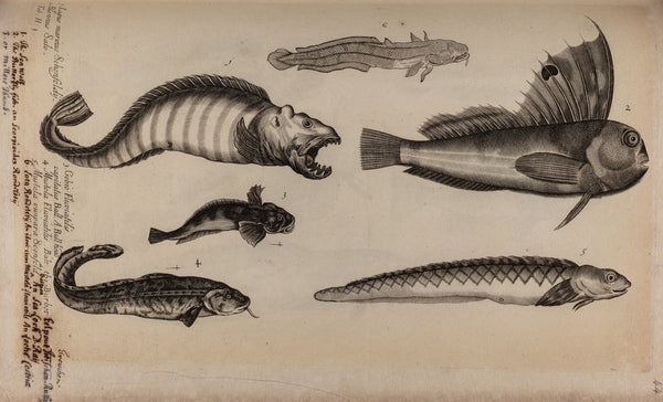 Various fish species posters & prints by Unknown