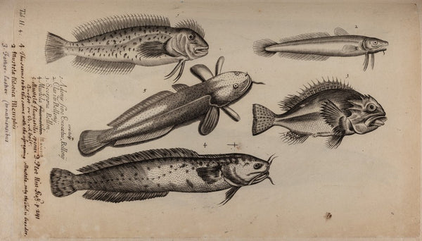 Various fish species posters & prints by Unknown