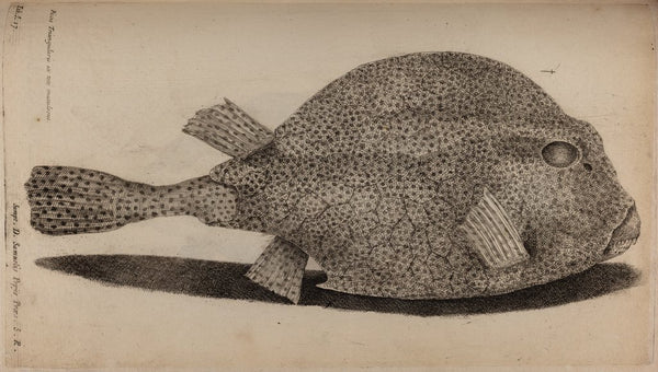 Spotted boxfish posters & prints by Unknown