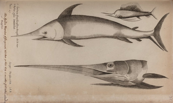 Sailfish and swordfish posters & prints by Unknown