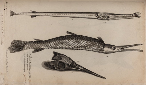 Needlefish and garfish posters & prints by Unknown